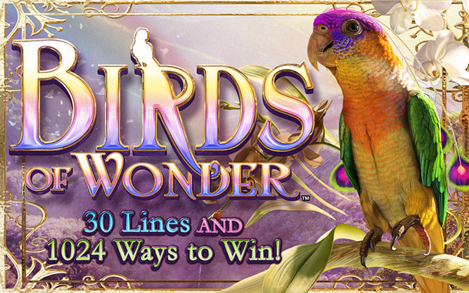 Birds of Wonder - High 5 Games